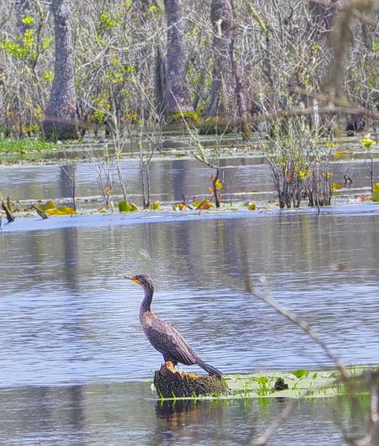 DISCOVER THE DONNELLEY WILDLIFE MANAGEMENT AREA ON US 17 IN South ...