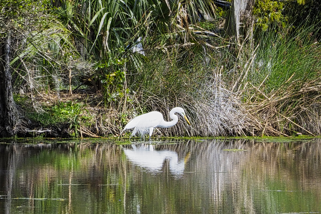 DISCOVER THE DONNELLEY WILDLIFE MANAGEMENT AREA ON US 17 IN South ...