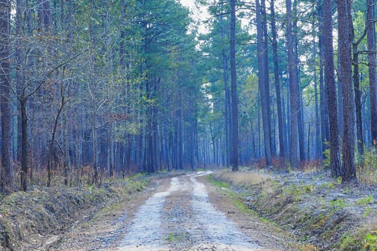 DISCOVER THE DONNELLEY WILDLIFE MANAGEMENT AREA ON US 17 IN South ...