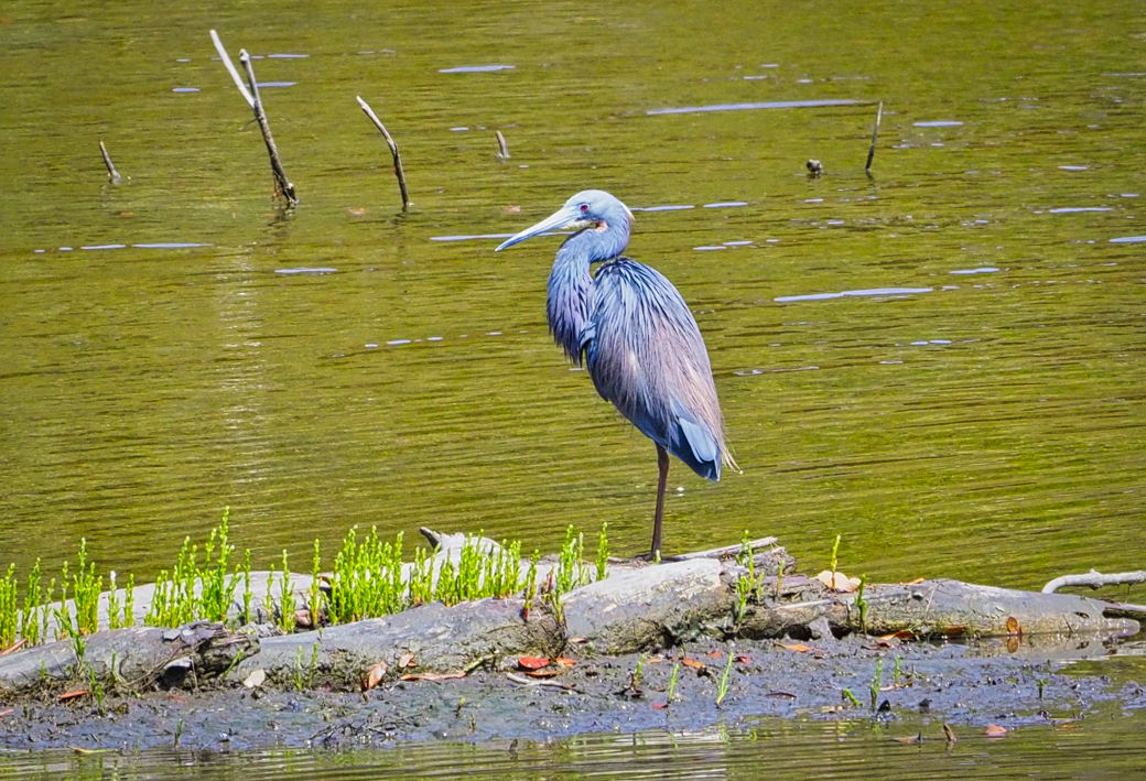 DISCOVER THE DONNELLEY WILDLIFE MANAGEMENT AREA ON US 17 IN South ...