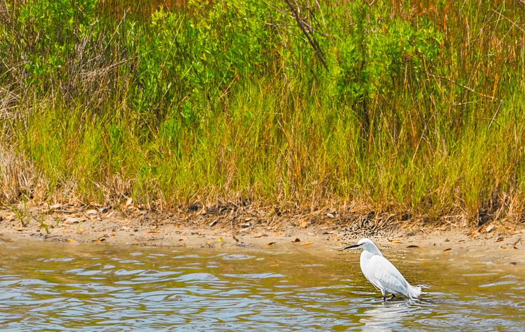 DISCOVER THE DONNELLEY WILDLIFE MANAGEMENT AREA ON US 17 IN South ...